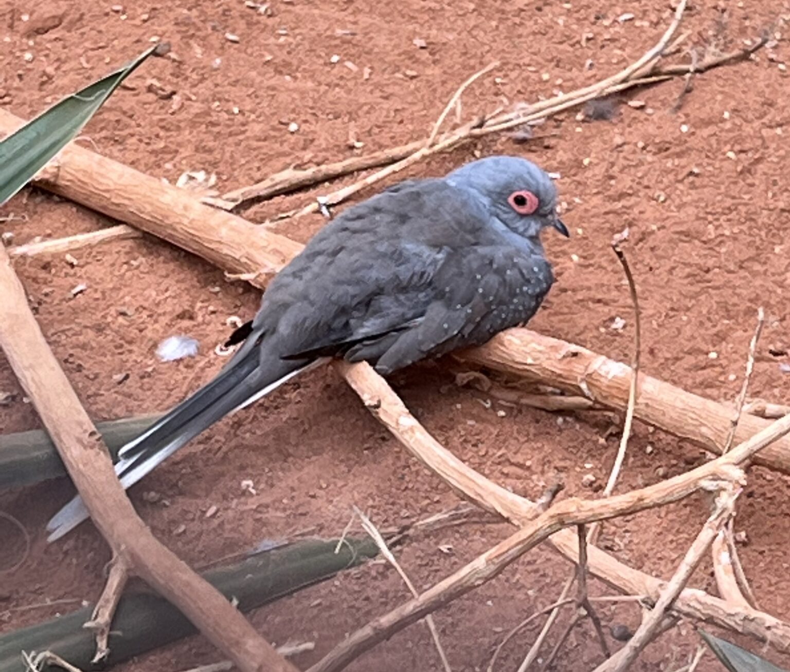Duivensoorten, duivenrassen en (post)duivenstammen (families ...