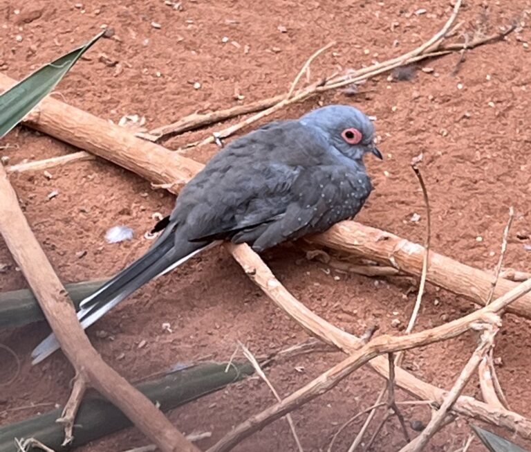 Duivensoorten, duivenrassen en (post)duivenstammen (families ...