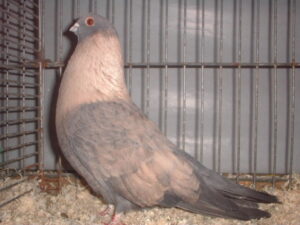 Duivensoorten, duivenrassen en (post)duivenstammen (families ...