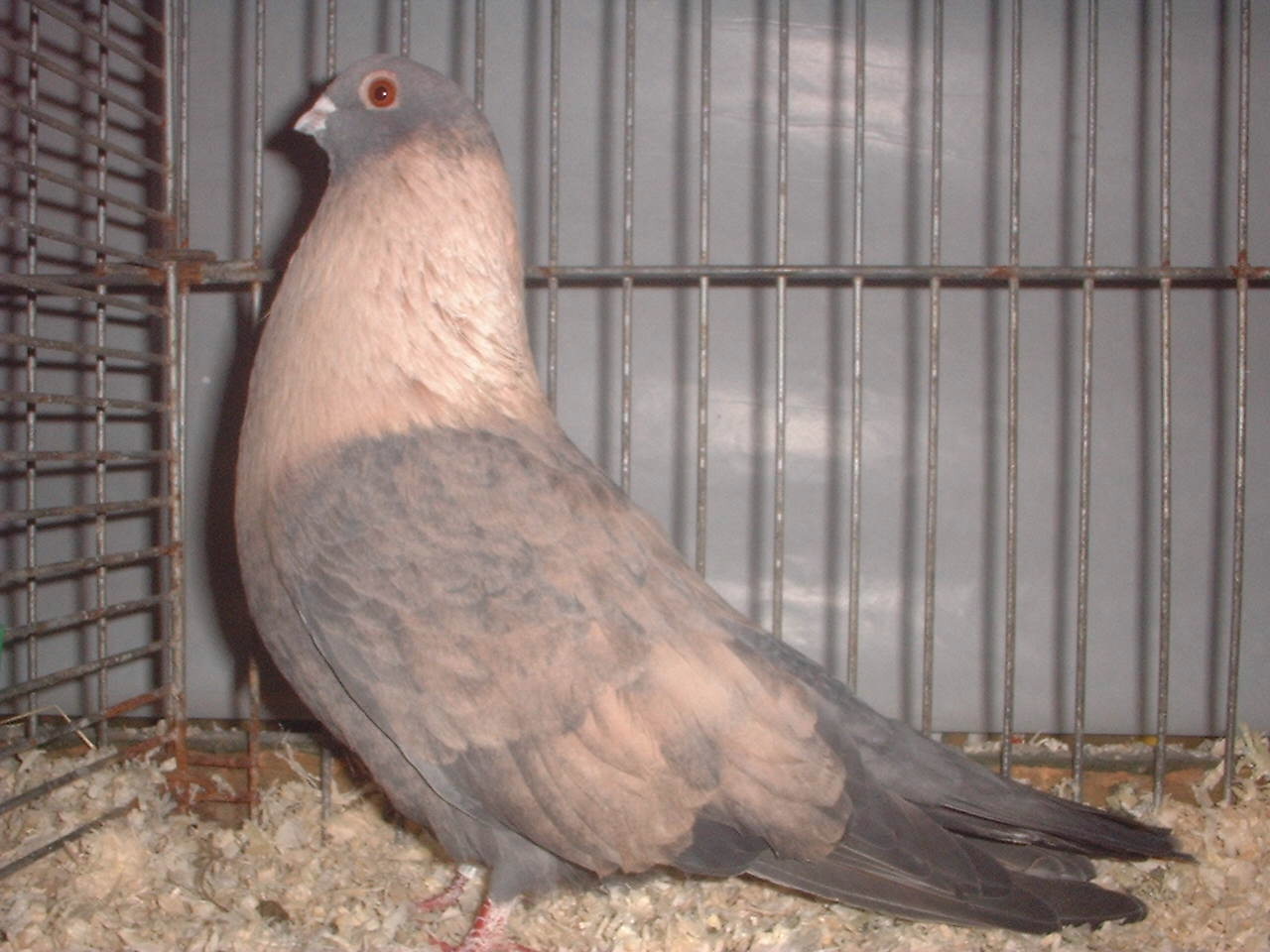 Duivensoorten, duivenrassen en (post)duivenstammen (families ...