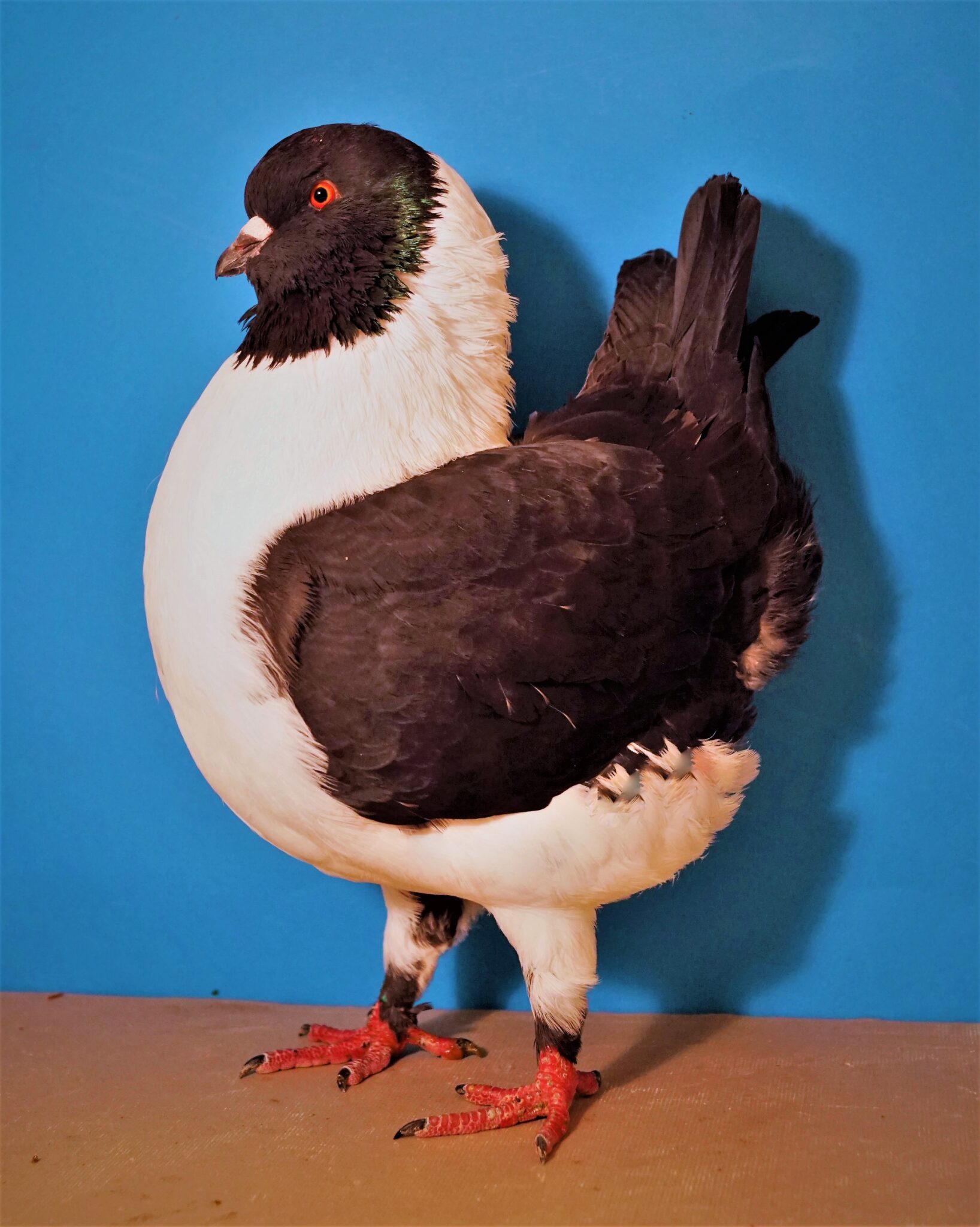 Duivensoorten, duivenrassen en (post)duivenstammen (families ...