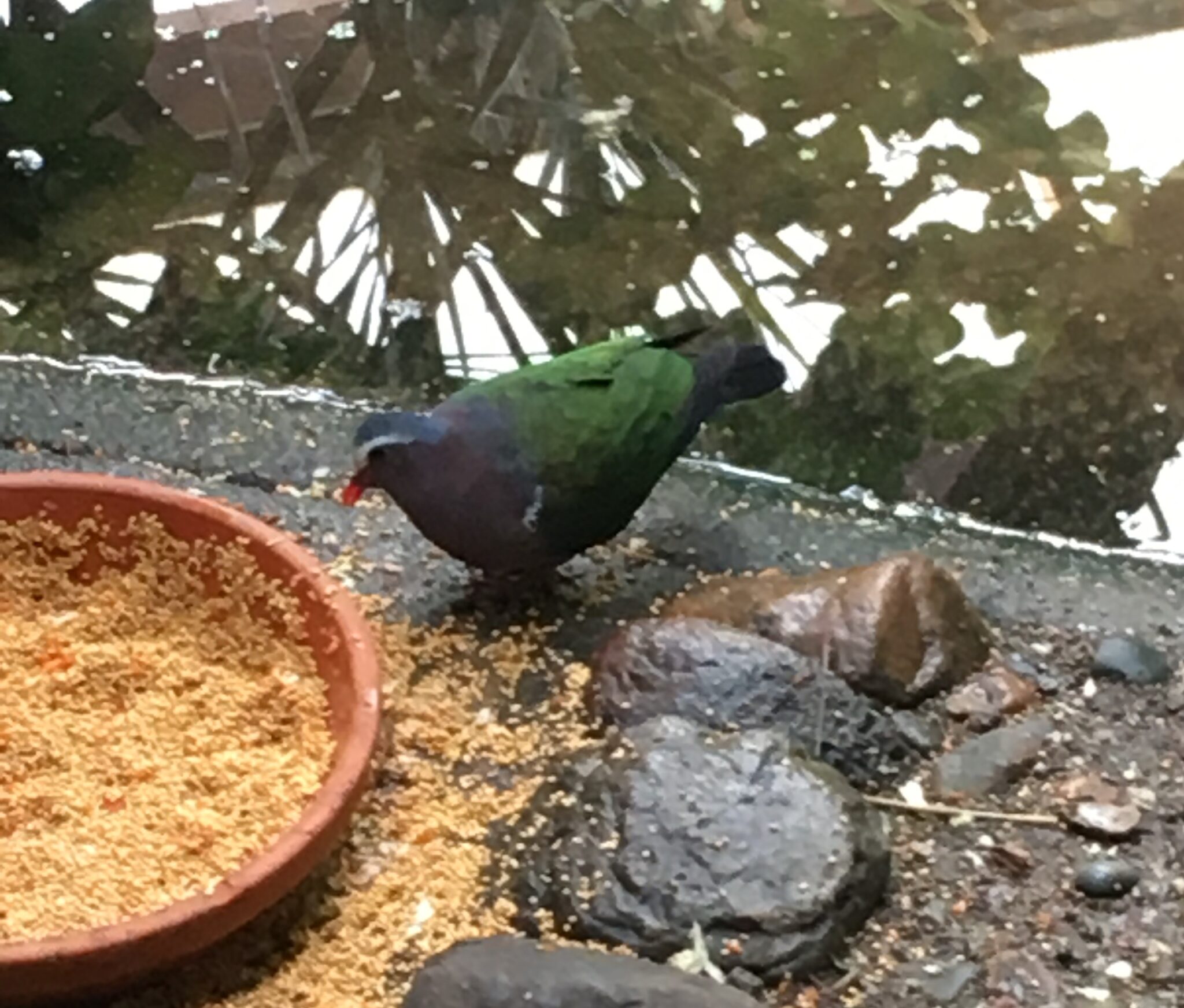 Duivensoorten, duivenrassen en (post)duivenstammen (families ...