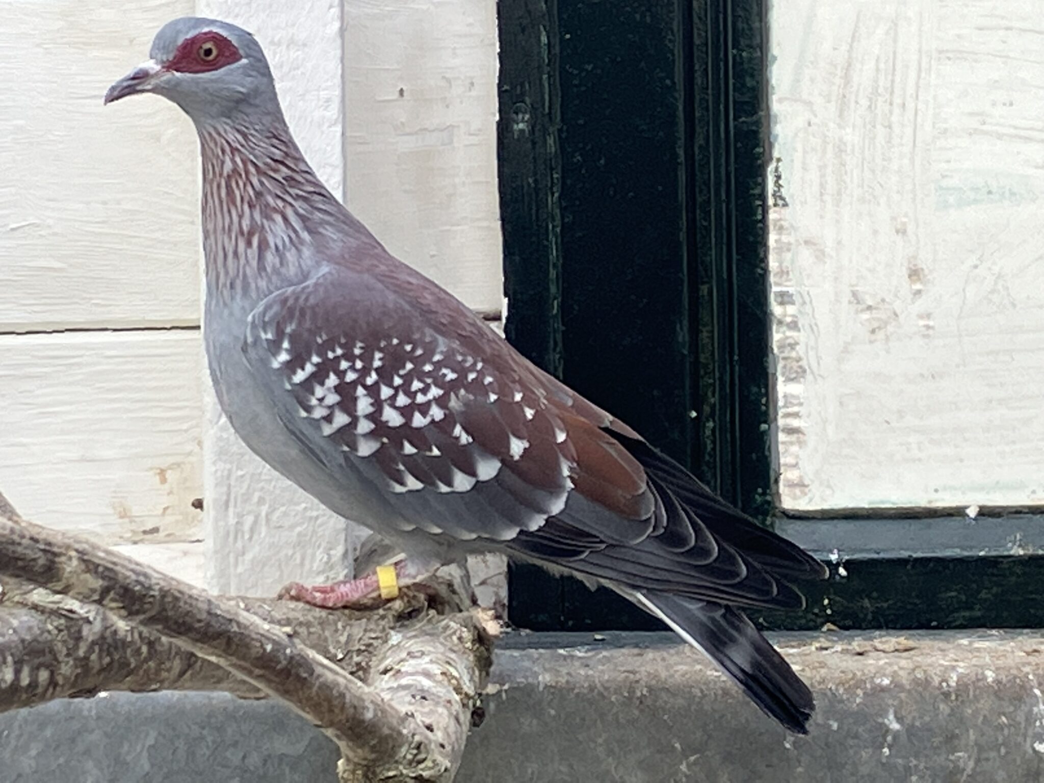 Duivensoorten, duivenrassen en (post)duivenstammen (families ...