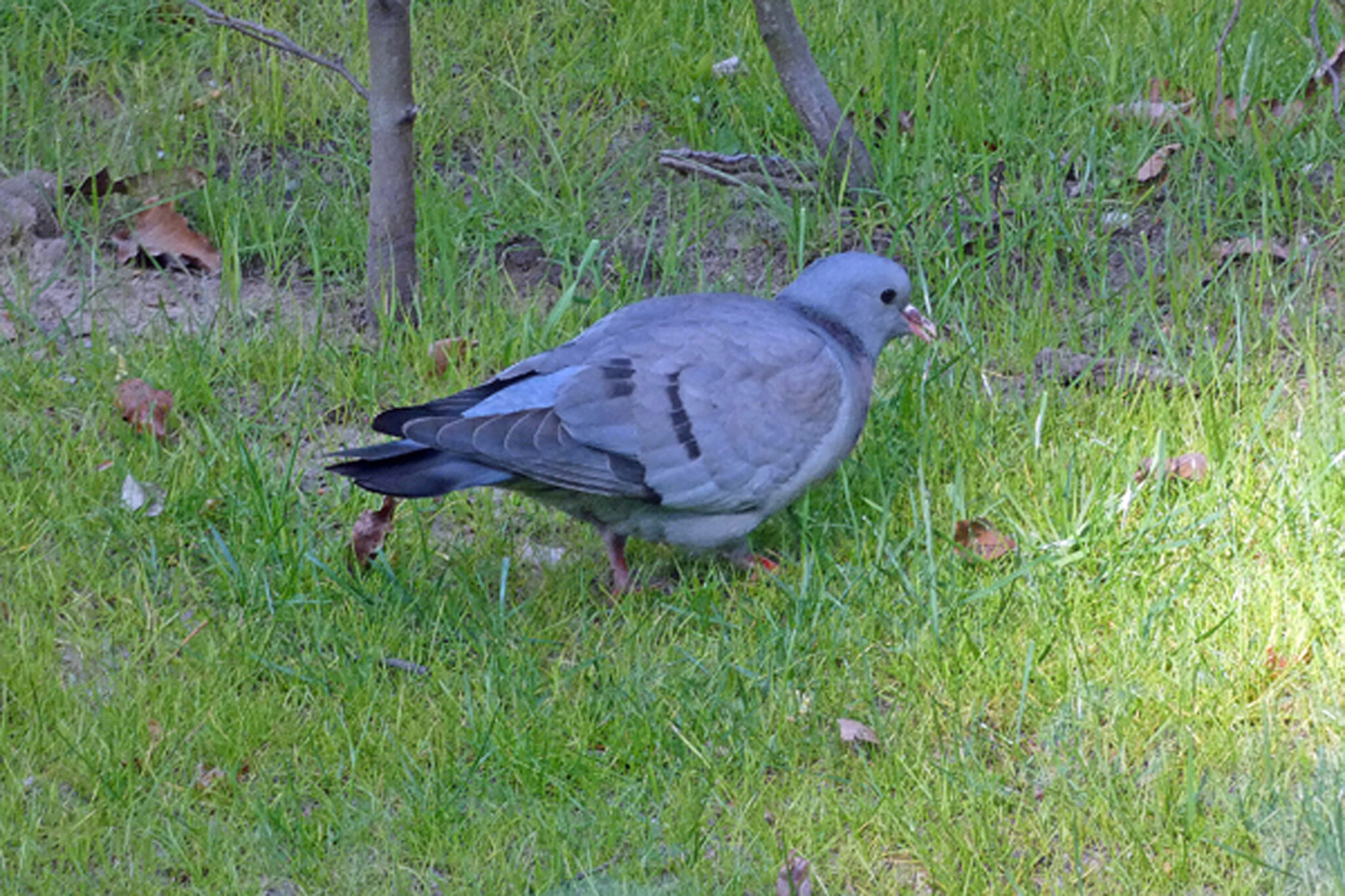 Duivensoorten, duivenrassen en (post)duivenstammen (families ...