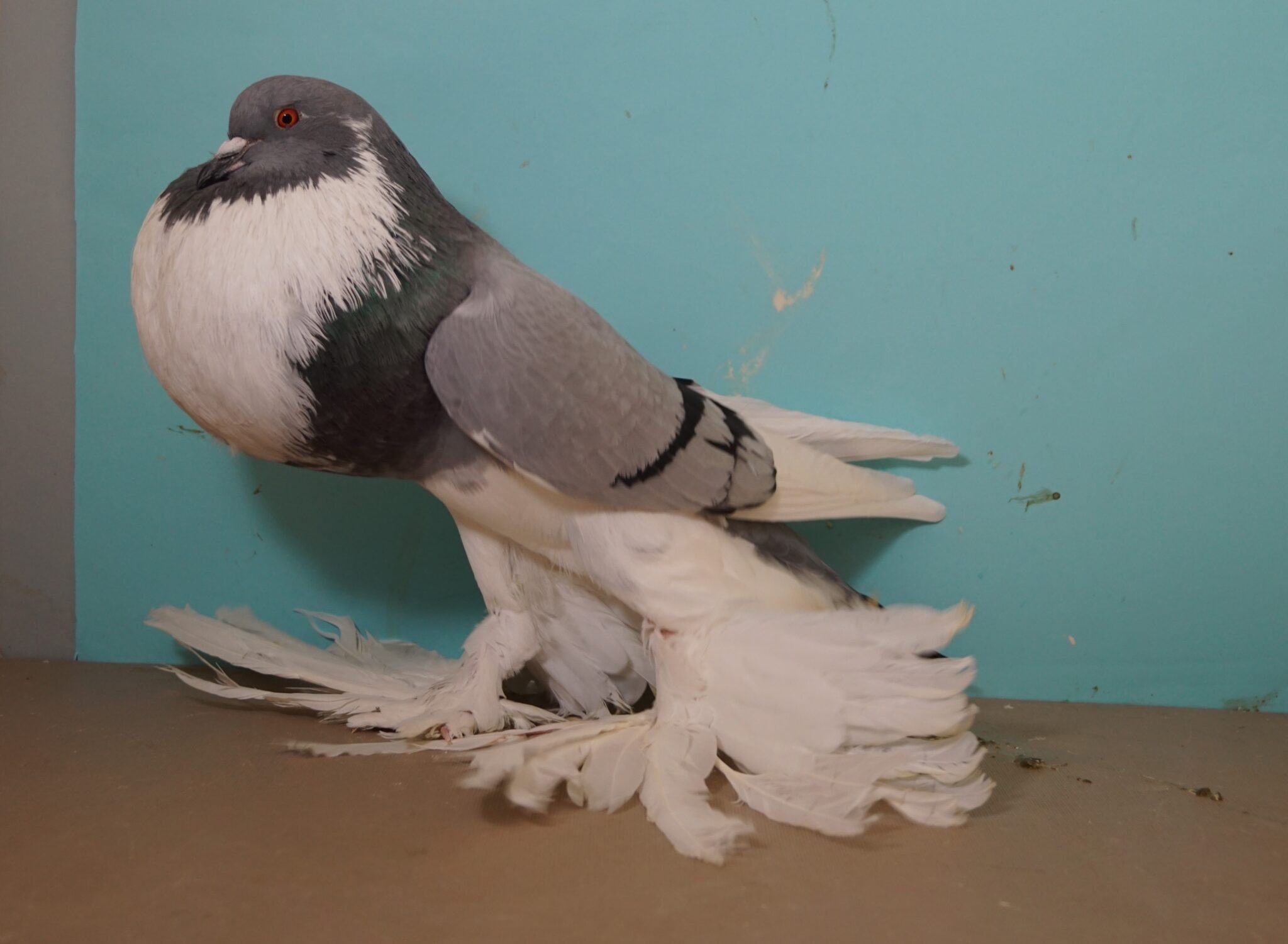 Duivensoorten, duivenrassen en (post)duivenstammen (families ...