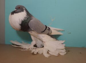 Duivensoorten, duivenrassen en (post)duivenstammen (families ...