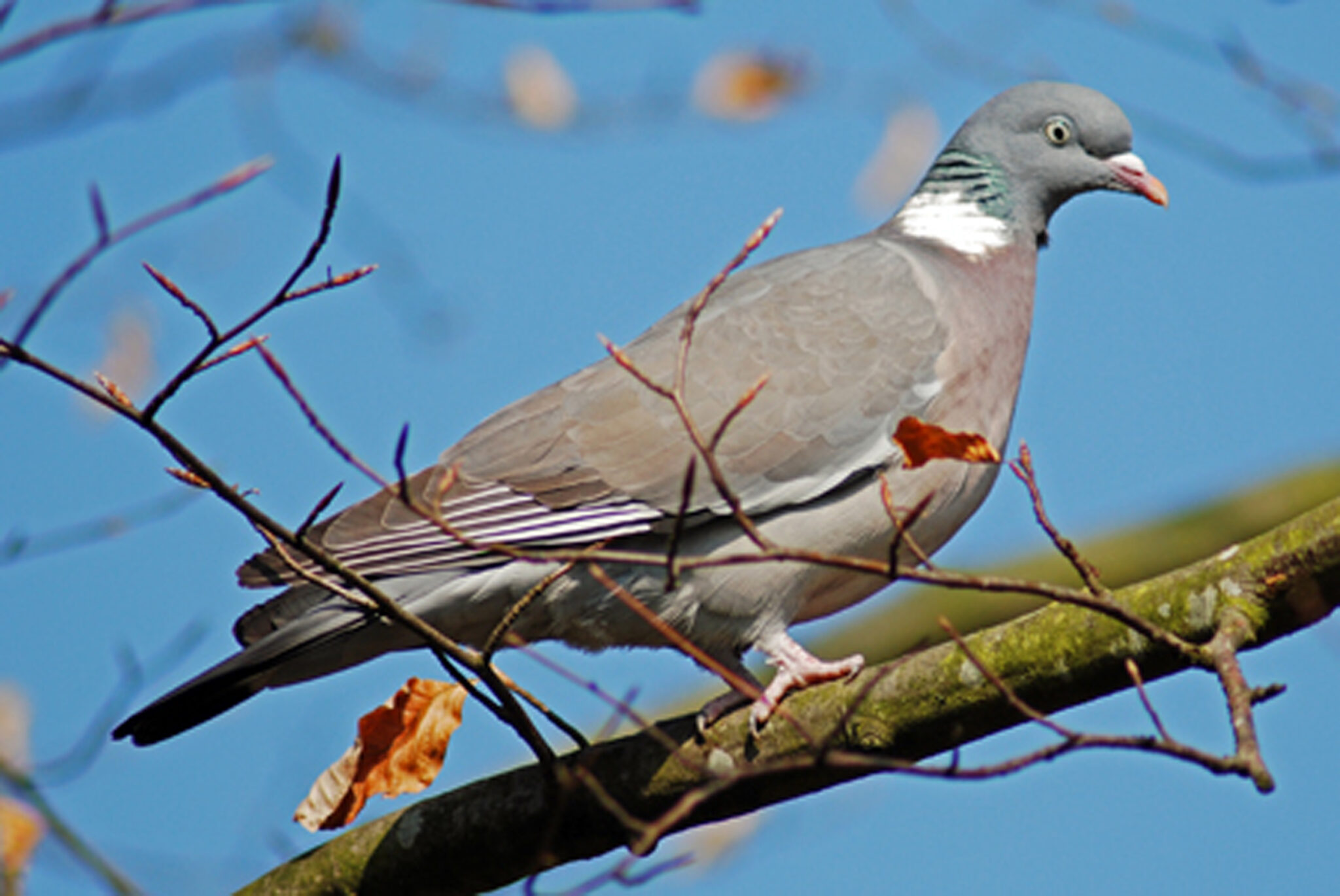 Duivensoorten, duivenrassen en (post)duivenstammen (families ...