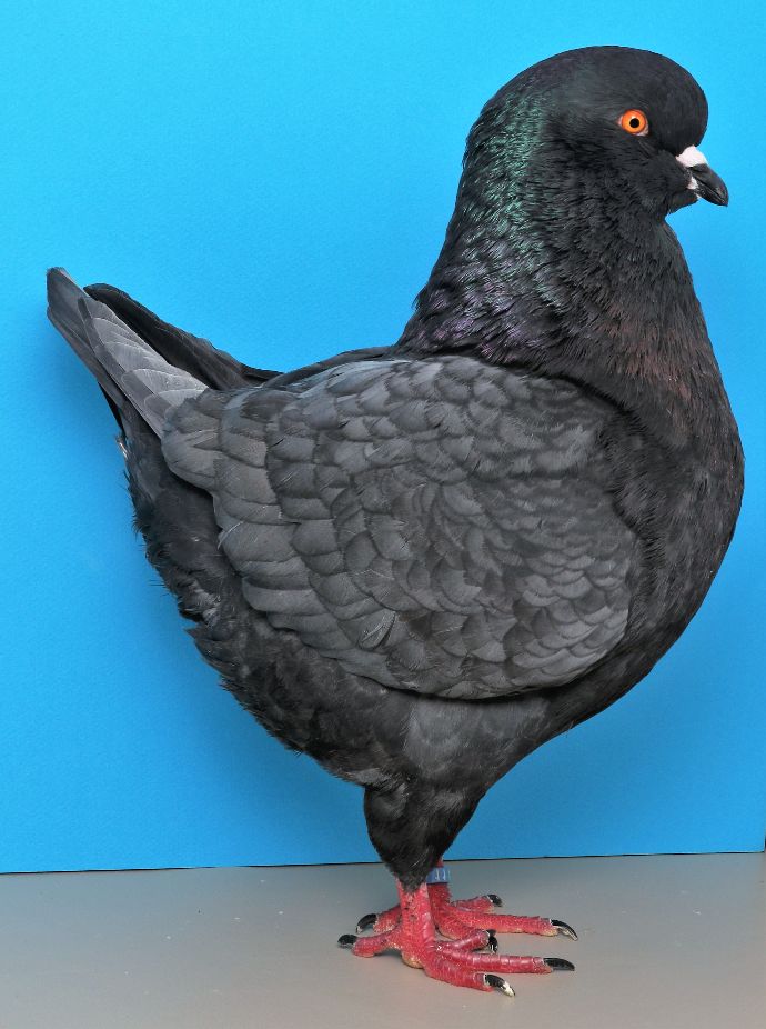 Duivensoorten, duivenrassen en (post)duivenstammen (families ...