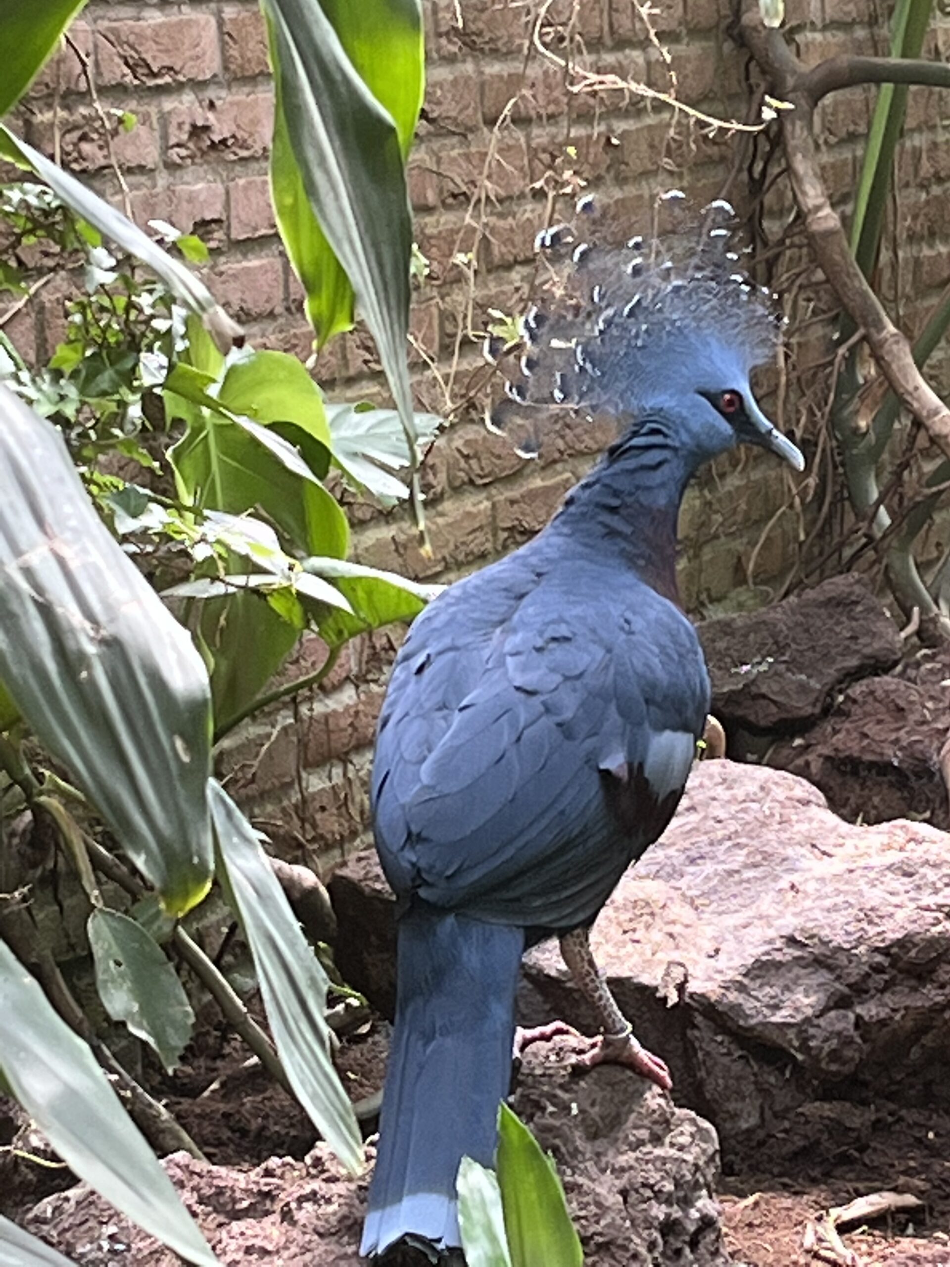 Duivensoorten, duivenrassen en (post)duivenstammen (families ...