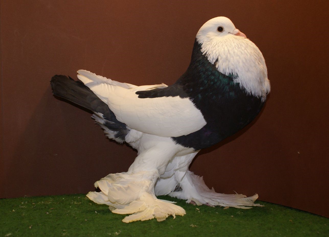 Duivensoorten, duivenrassen en (post)duivenstammen (families ...
