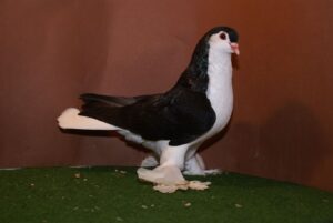 Duivensoorten, duivenrassen en (post)duivenstammen (families ...