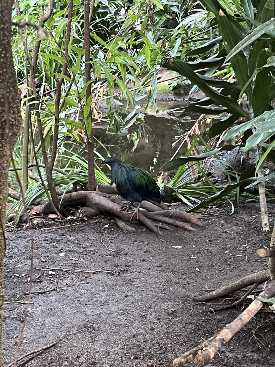 Duivensoorten, duivenrassen en (post)duivenstammen (families ...