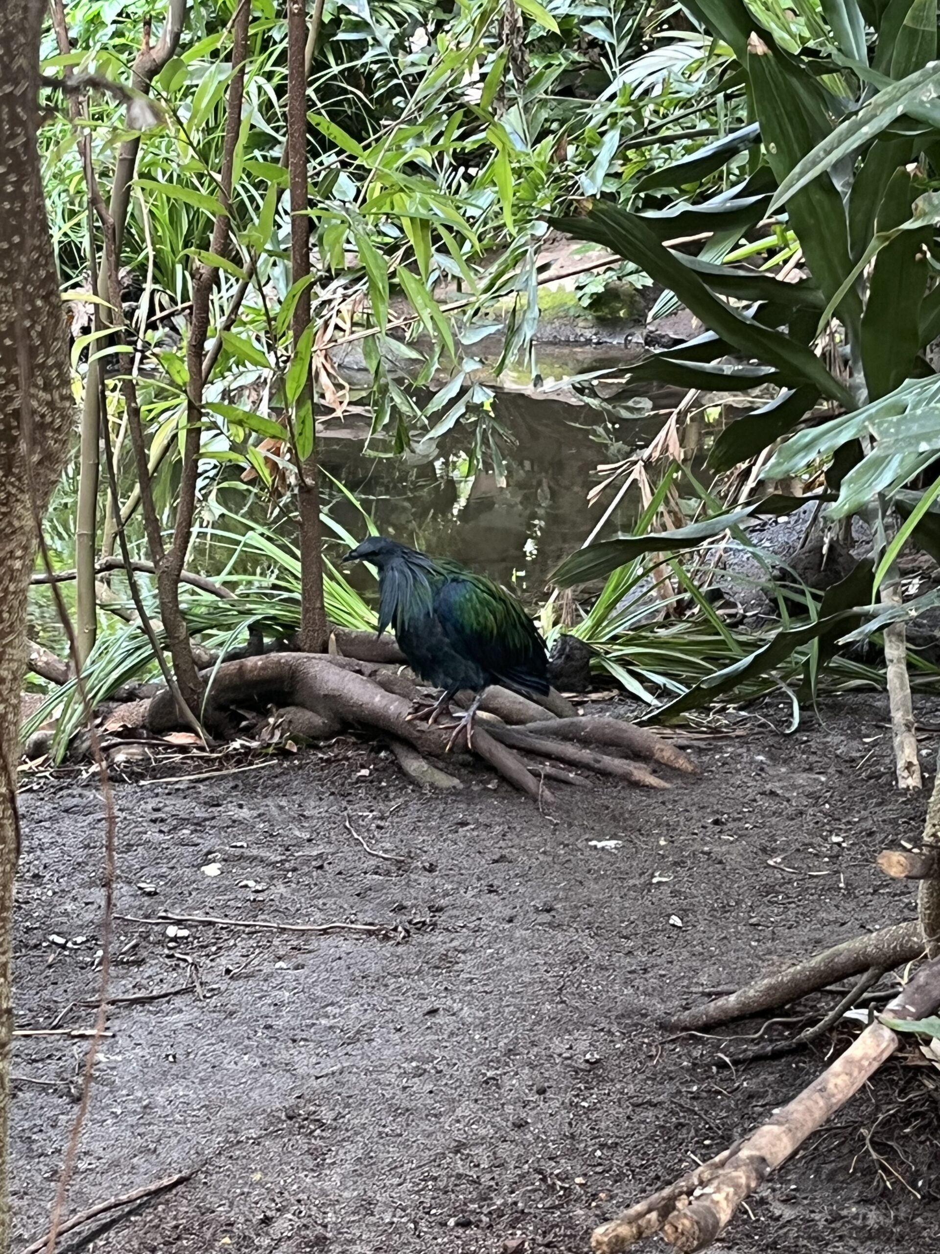 Duivensoorten, duivenrassen en (post)duivenstammen (families ...