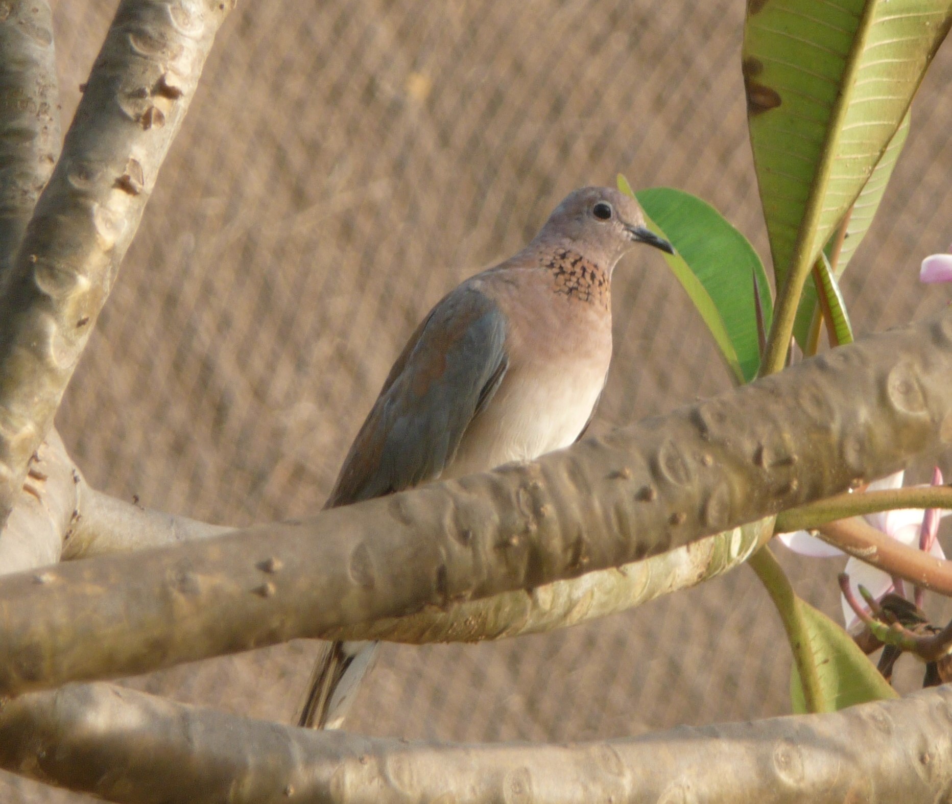 Duivensoorten, duivenrassen en (post)duivenstammen (families ...