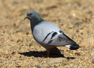 Duivensoorten, duivenrassen en (post)duivenstammen (families ...