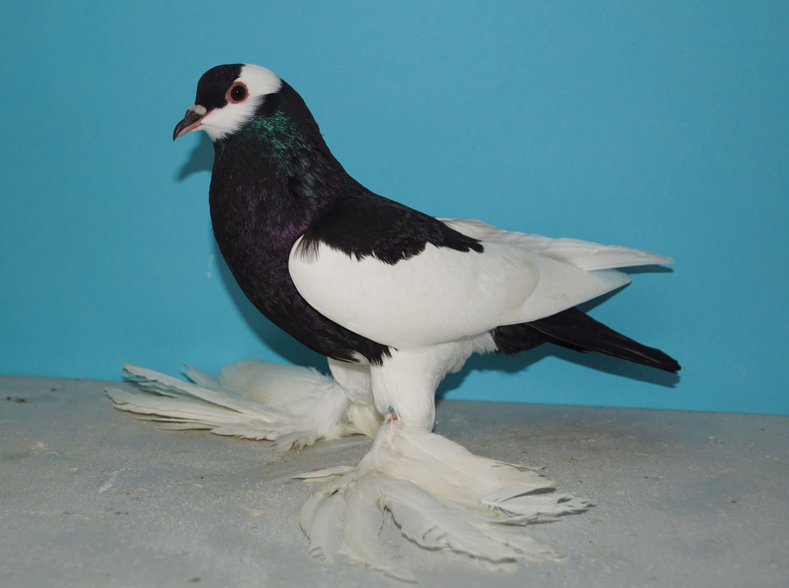 Duivensoorten, duivenrassen en (post)duivenstammen (families ...