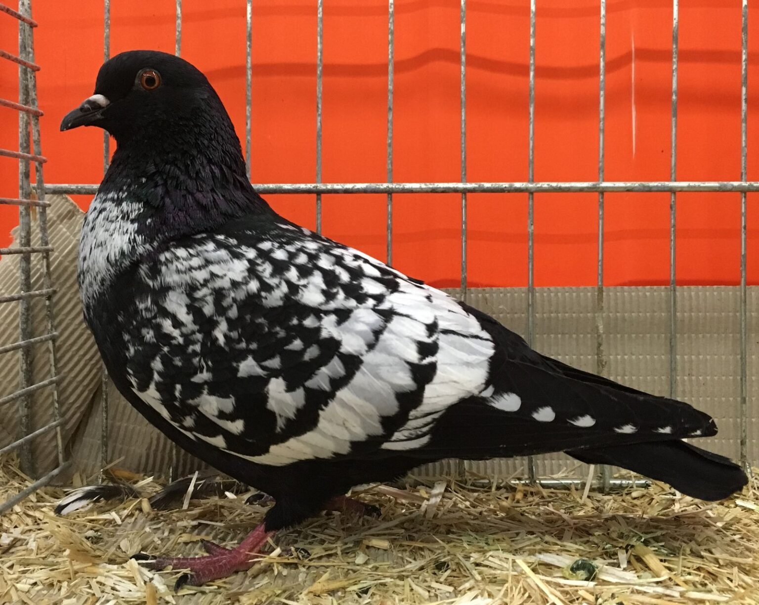 Duivensoorten, duivenrassen en (post)duivenstammen (families ...