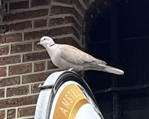 Duivensoorten, duivenrassen en (post)duivenstammen (families ...